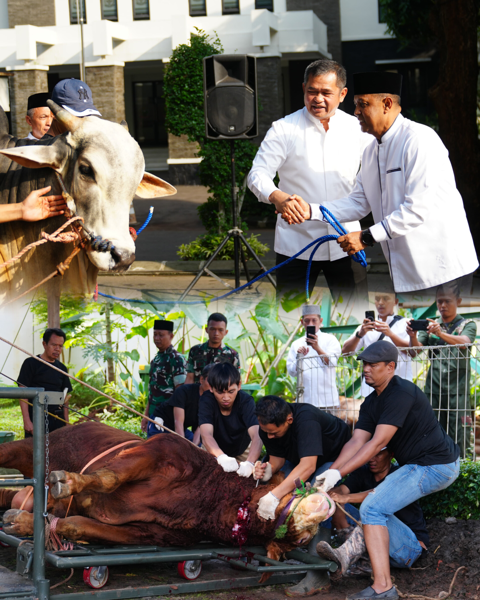 TNI AD Sembelih Ribuan Hewan Kurban, Teguhkan Semangat Berbagi di Idul ...