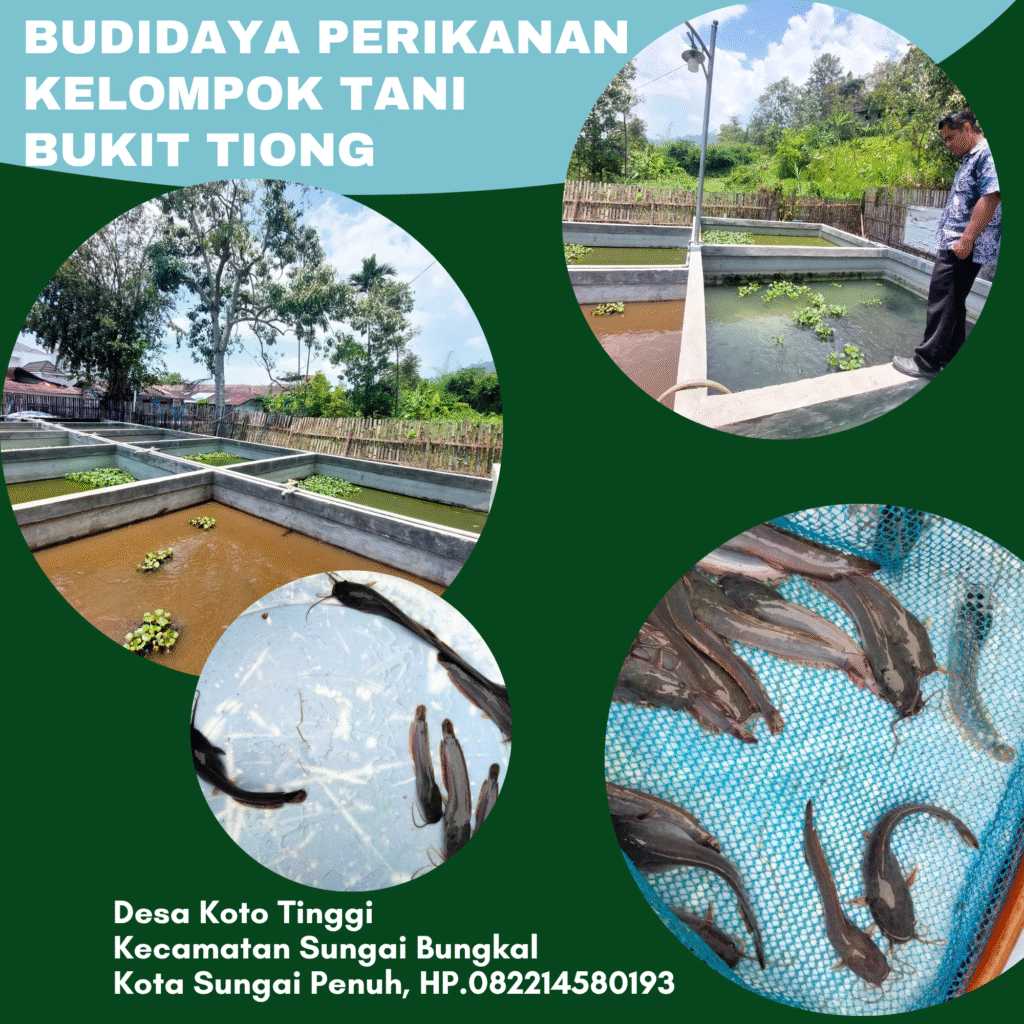 Koptan Bukit Tiong: Solusi Bibit Lele Berkualitas Harga Terjangkau ...